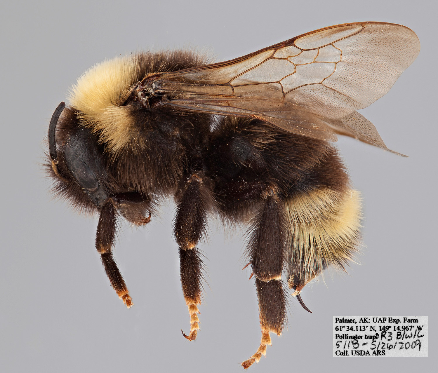 Glossary of terms that describe bees