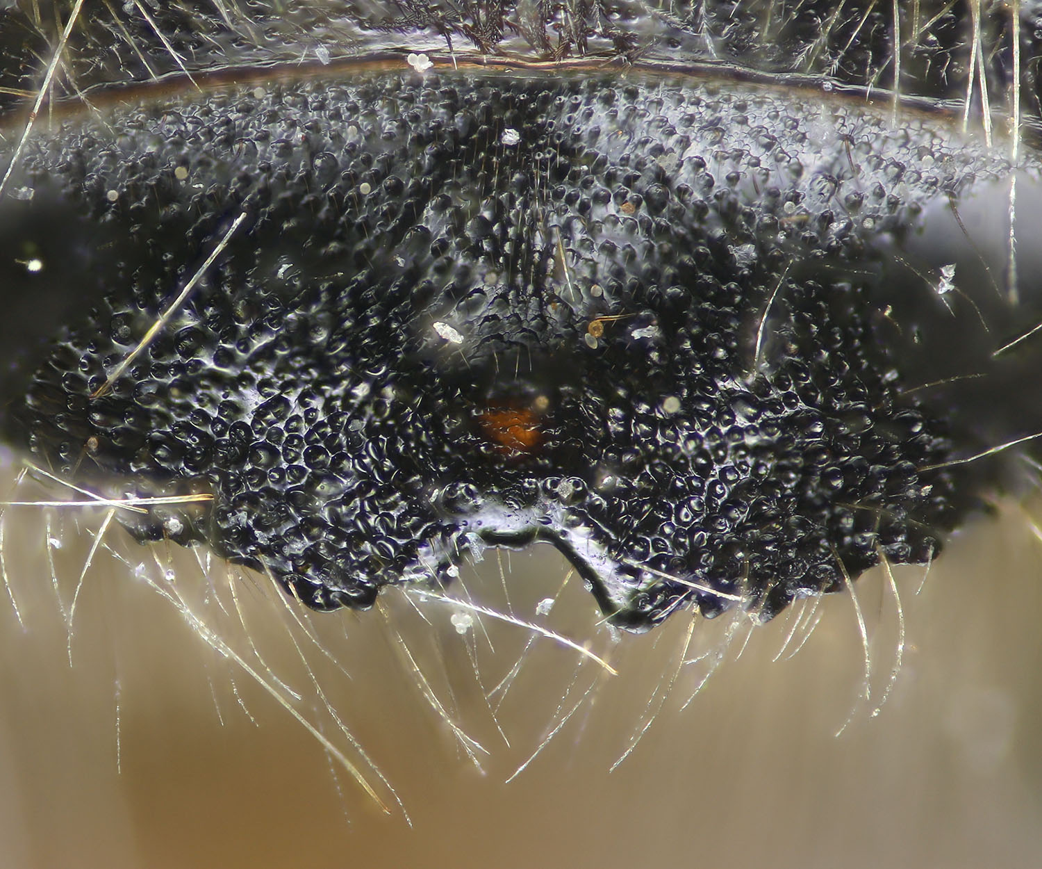 Glossary of terms that describe bees