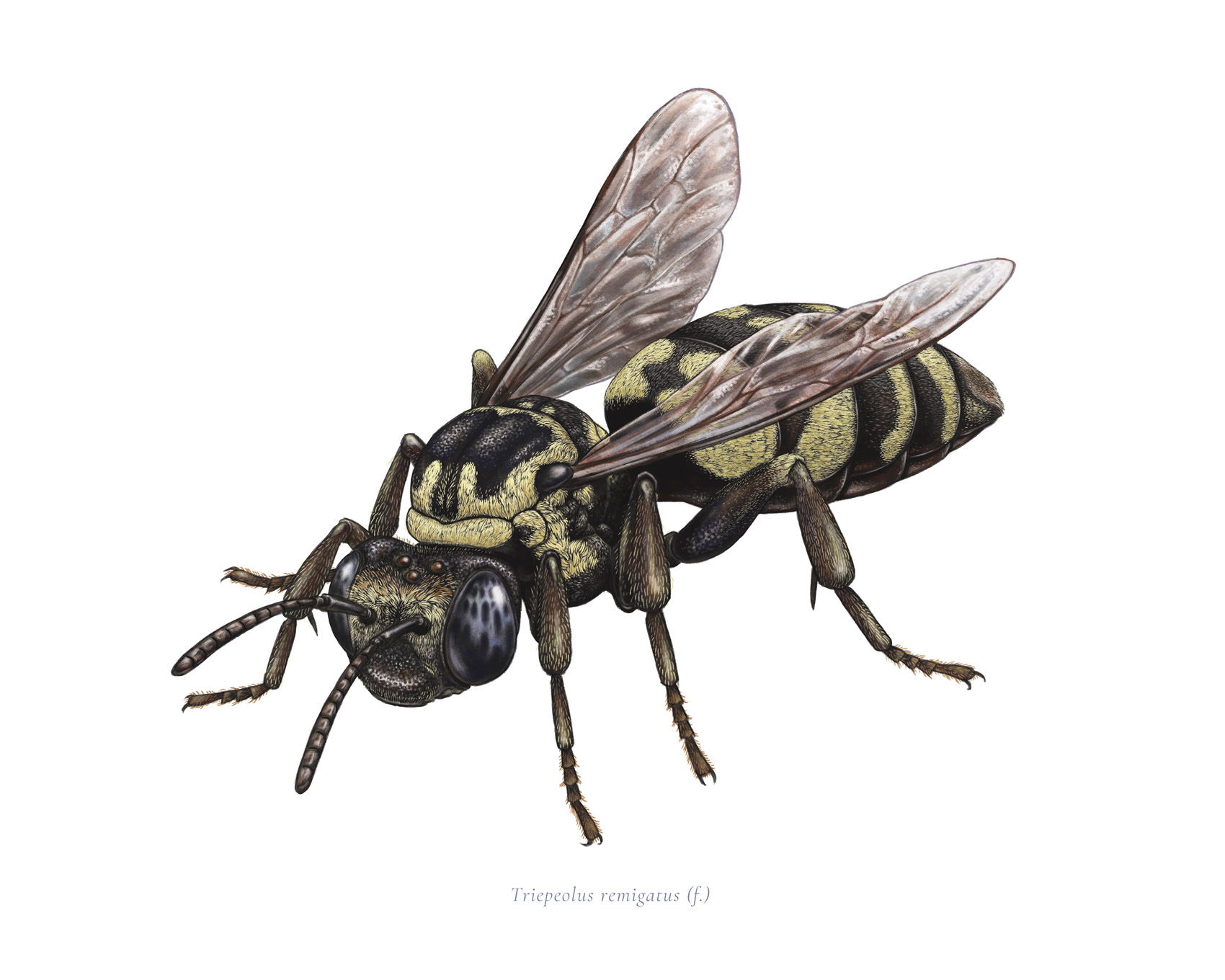 Glossary of terms that describe bees