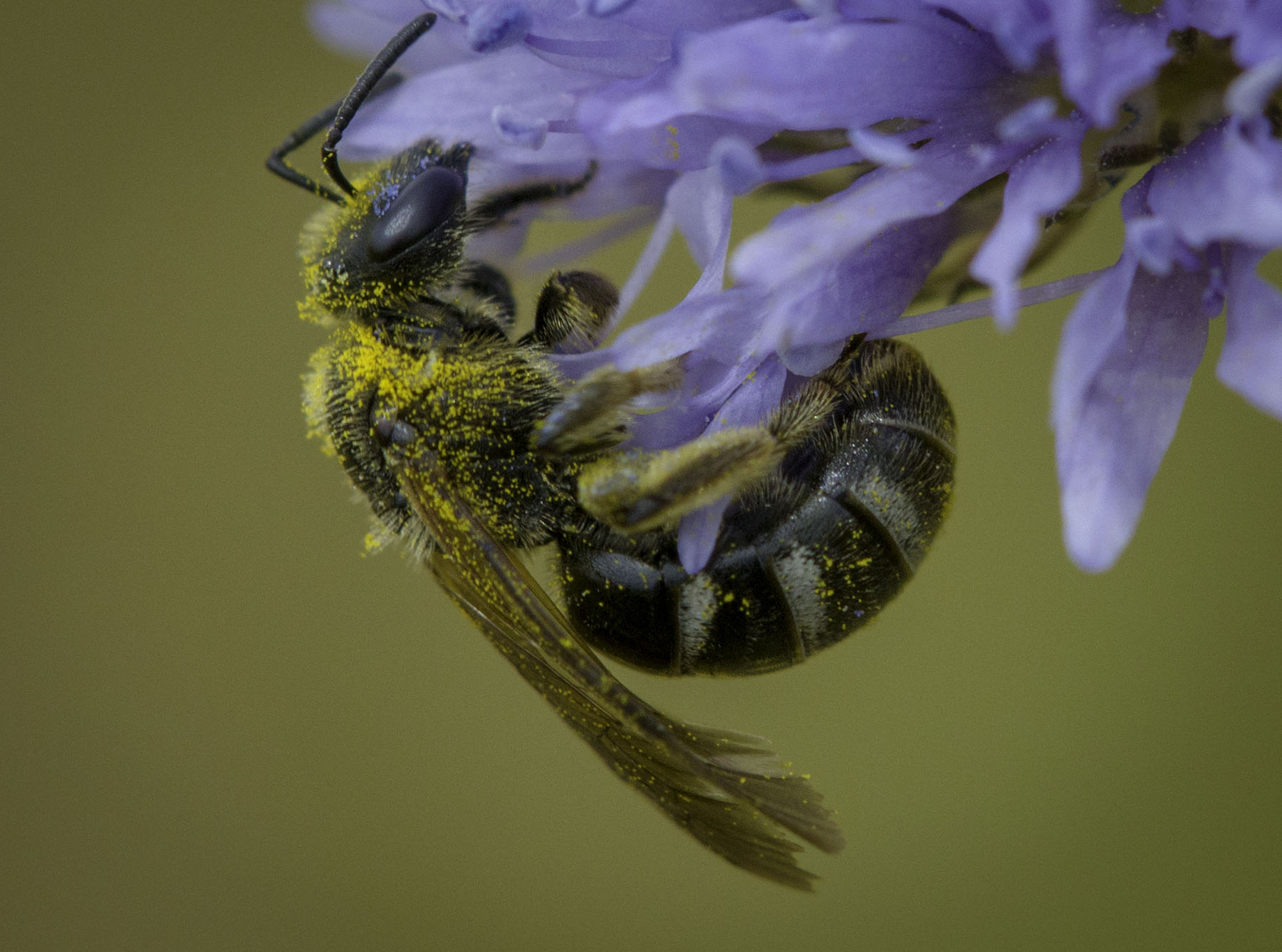 Glossary of terms that describe bees