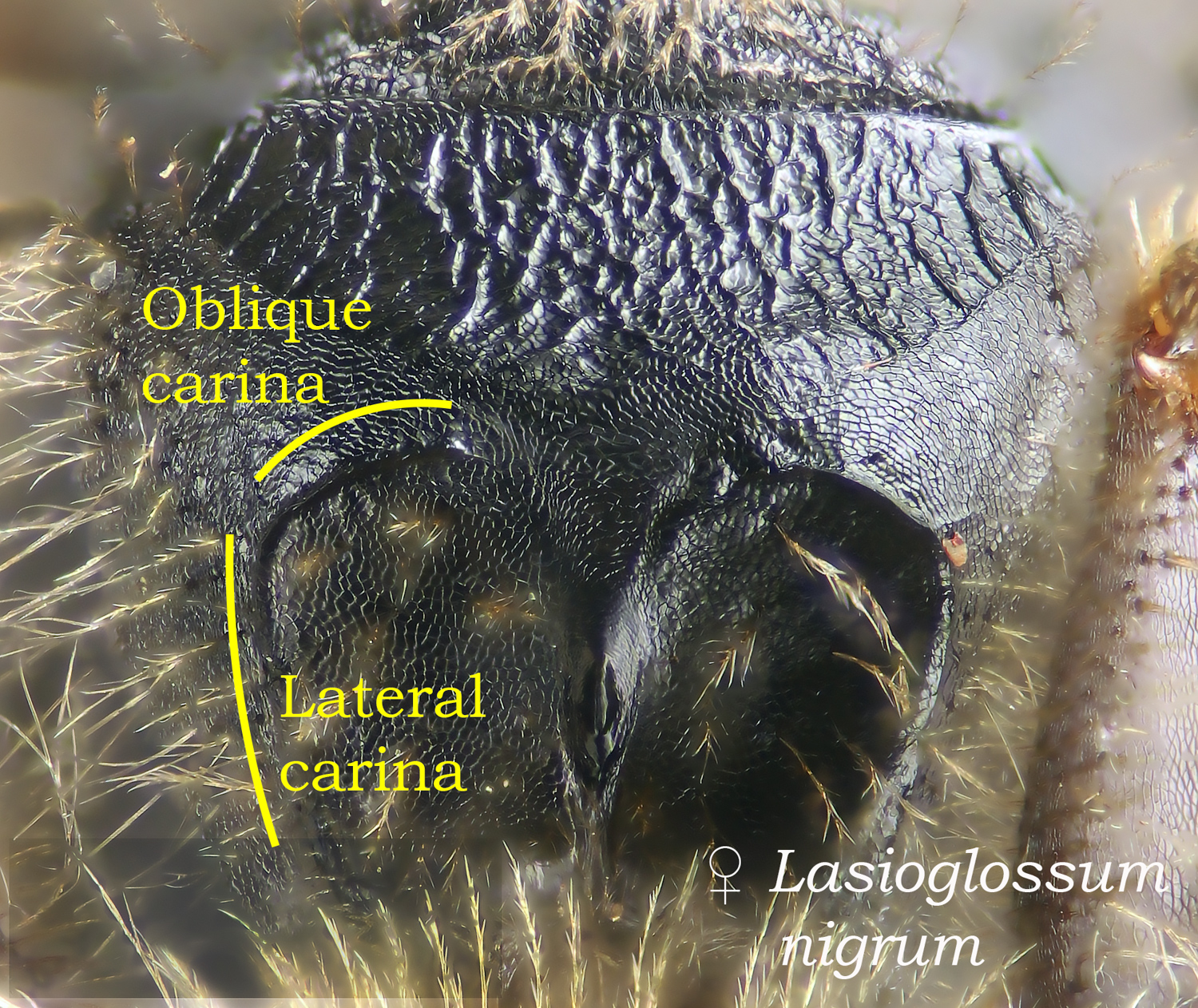 Glossary of terms that describe bees