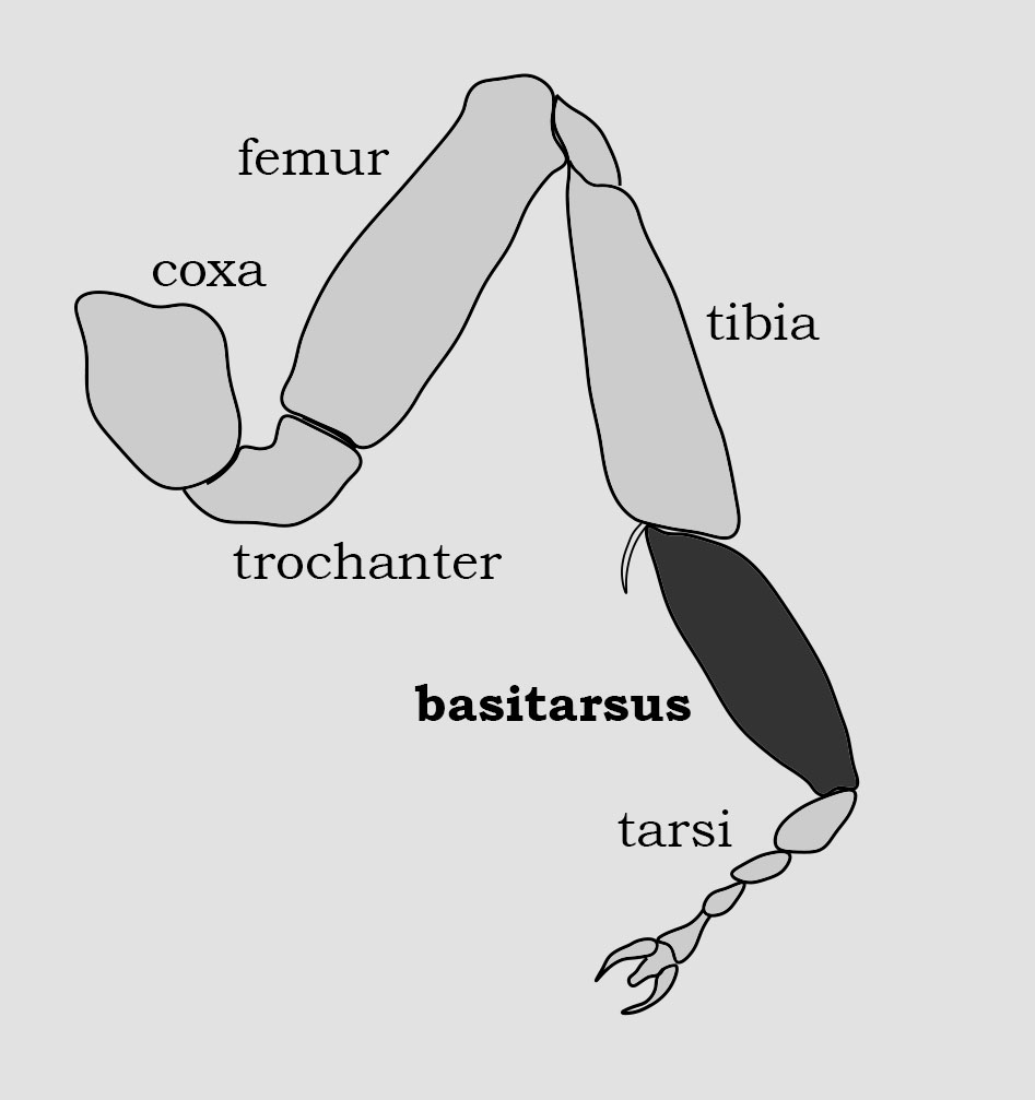 Glossary of terms that describe bees