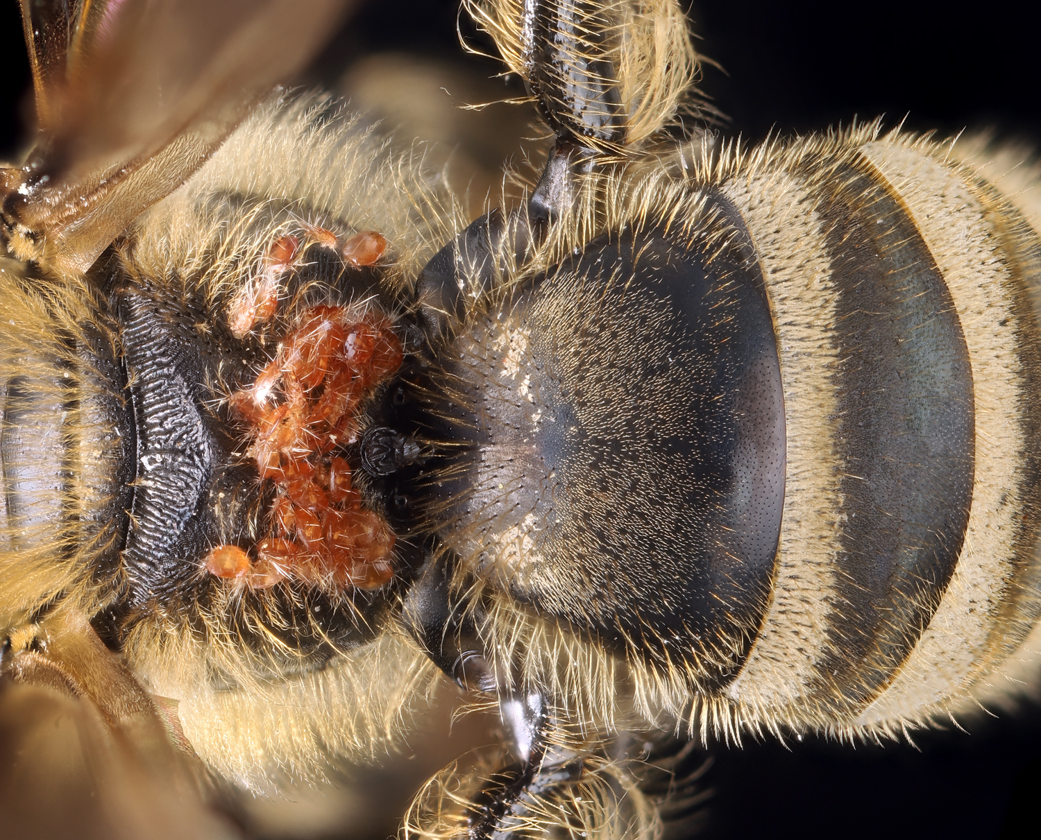 Glossary of terms that describe bees