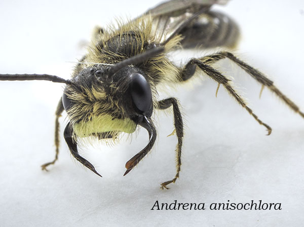 Glossary of terms that describe bees