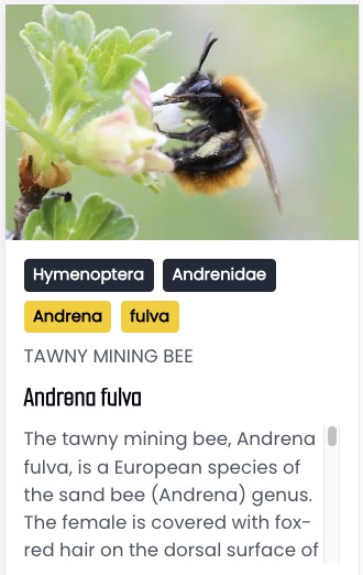 Glossary of terms that describe bees