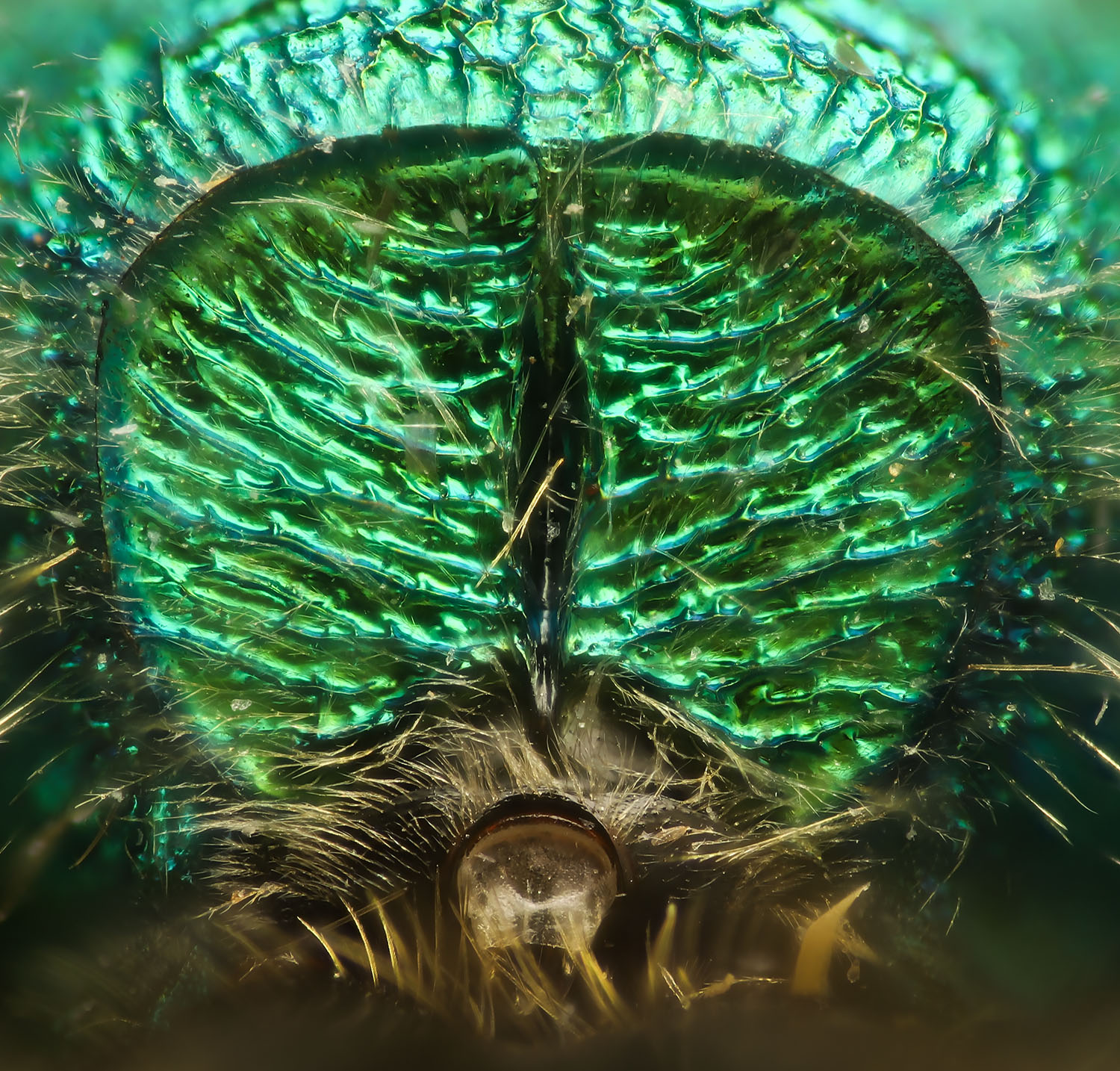Glossary of terms that describe bees