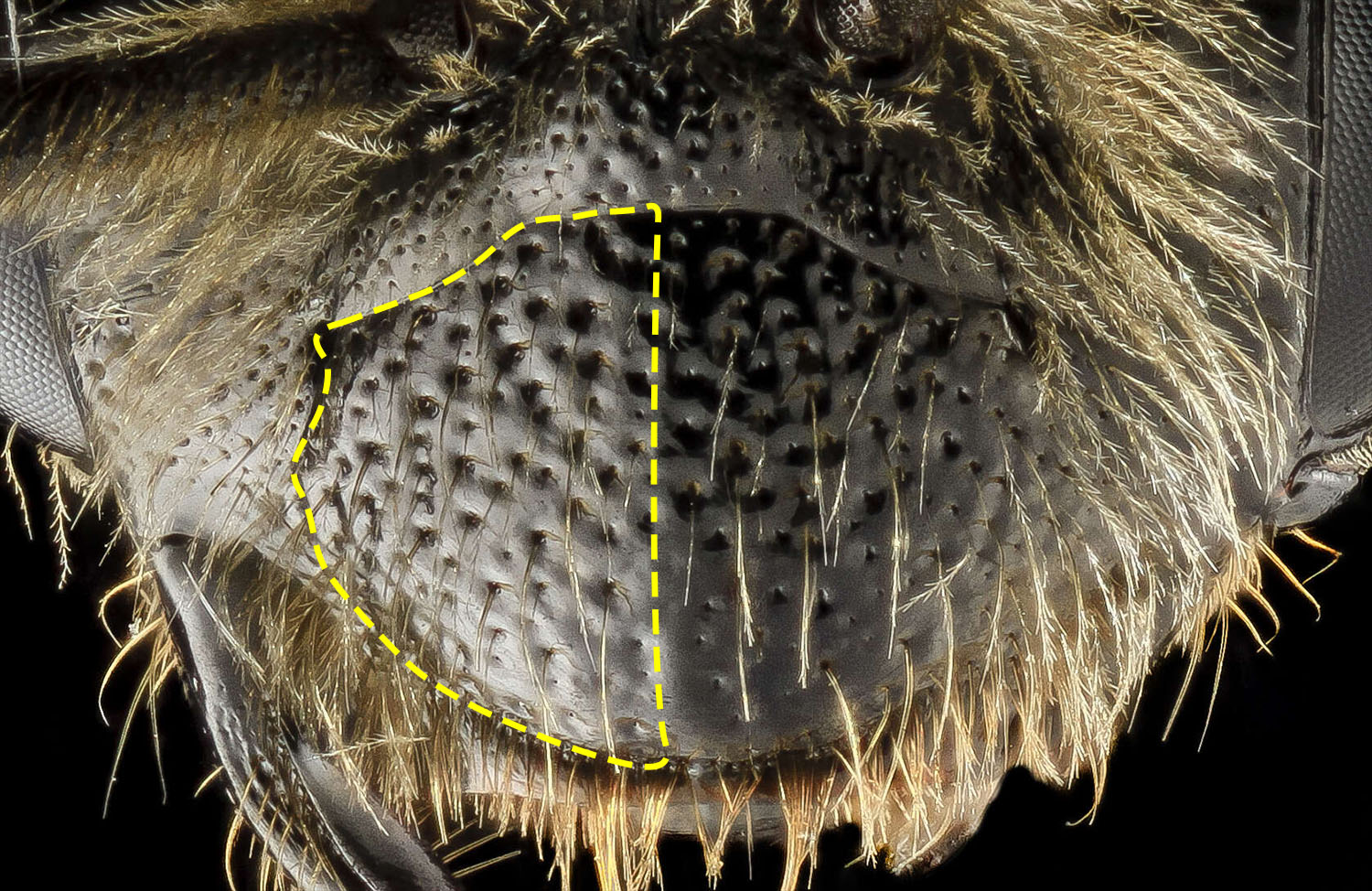 Glossary of terms that describe bees