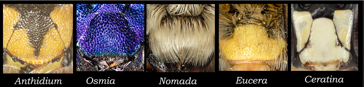 Glossary of terms that describe bees