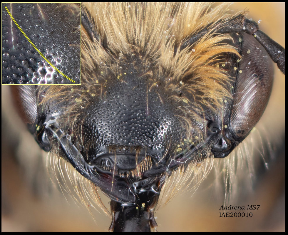 Andrena deconstructed: guide to traits of the Discoverlife key.