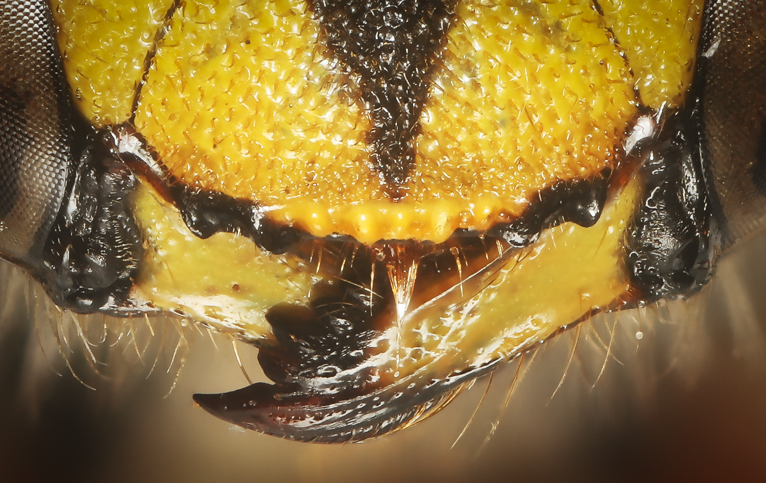 Glossary of terms that describe bees