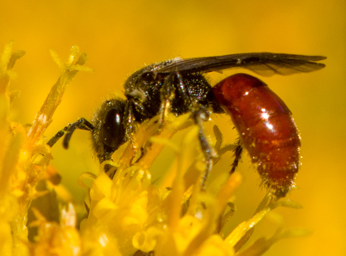 Glossary of terms that describe bees