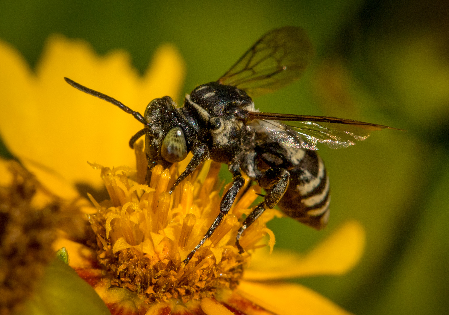 Glossary of terms that describe bees