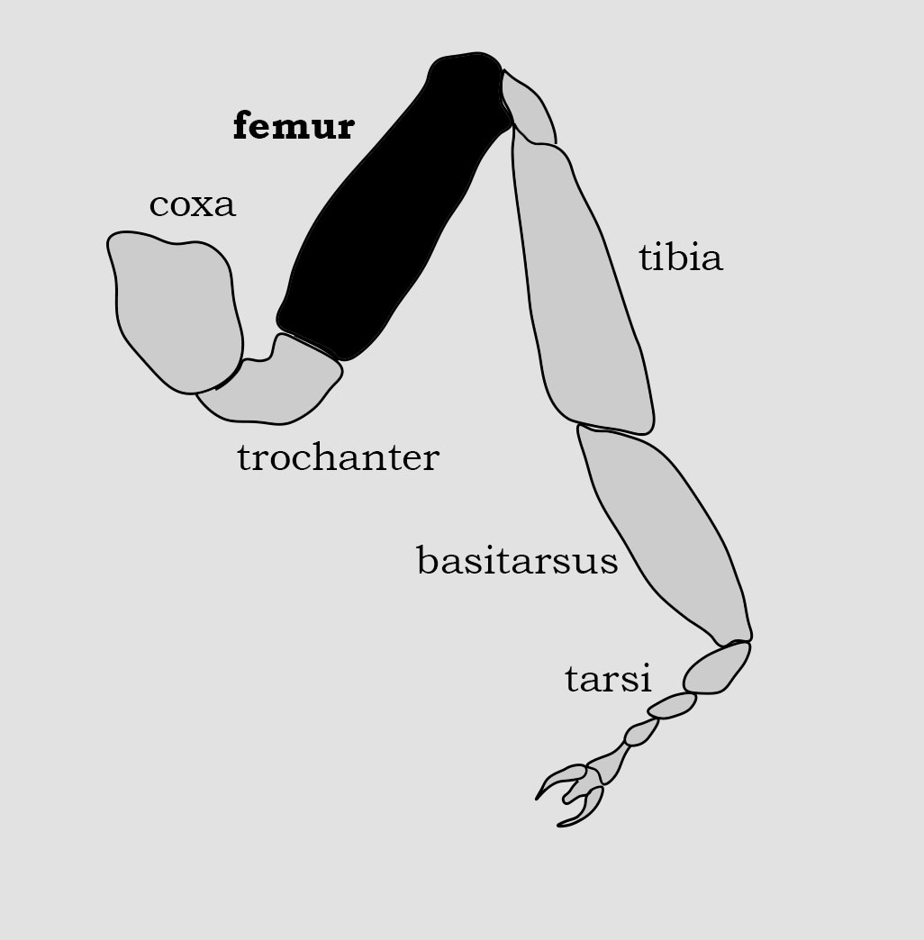 Glossary of terms that describe bees