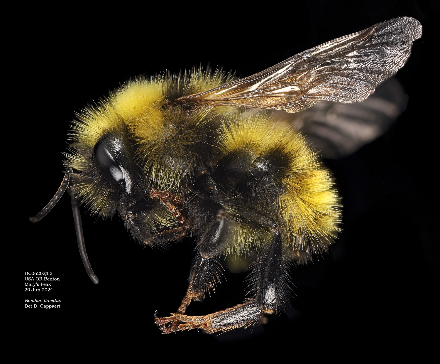 Glossary of terms that describe bees