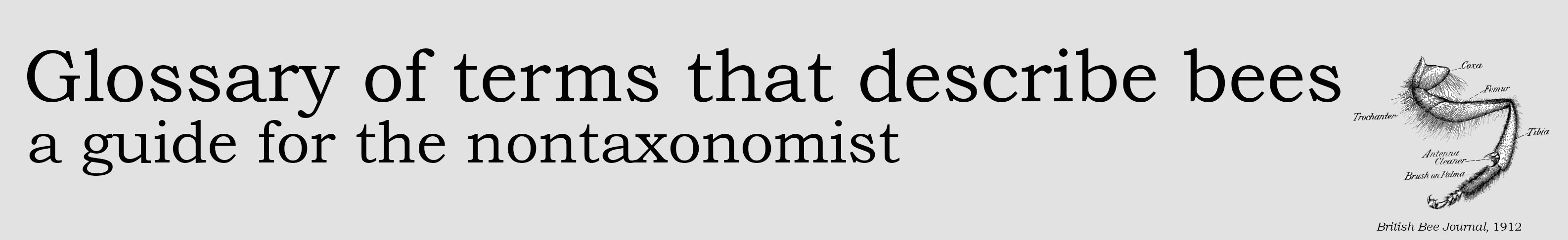 Glossary of terms that describe bees
